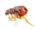 Getting Rid of Fleas in a Carpet: The Best Ways to Prevent and ...