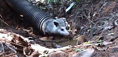 Top 5 Best Opossum/Possum Traps And Cages (2025) | Today's Homeowner