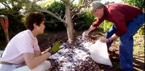 How to Use Shredded Paper as Mulch Around Trees and Shrubs - Today's ...