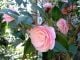 How to Grow Camellias From Seed (2025) | Today's Homeowner