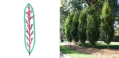Guide to Different Tree Shapes for Your Yard (2025) | Today's Homeowner