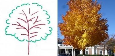 Guide to Different Tree Shapes for Your Yard (2025) | Today's Homeowner