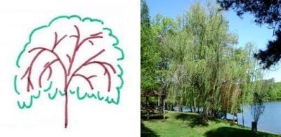 Guide to Different Tree Shapes for Your Yard (2025) | Today's Homeowner