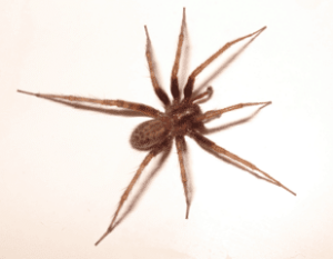 Common House Spiders – Everything You Need To Know (2025) | Today's ...
