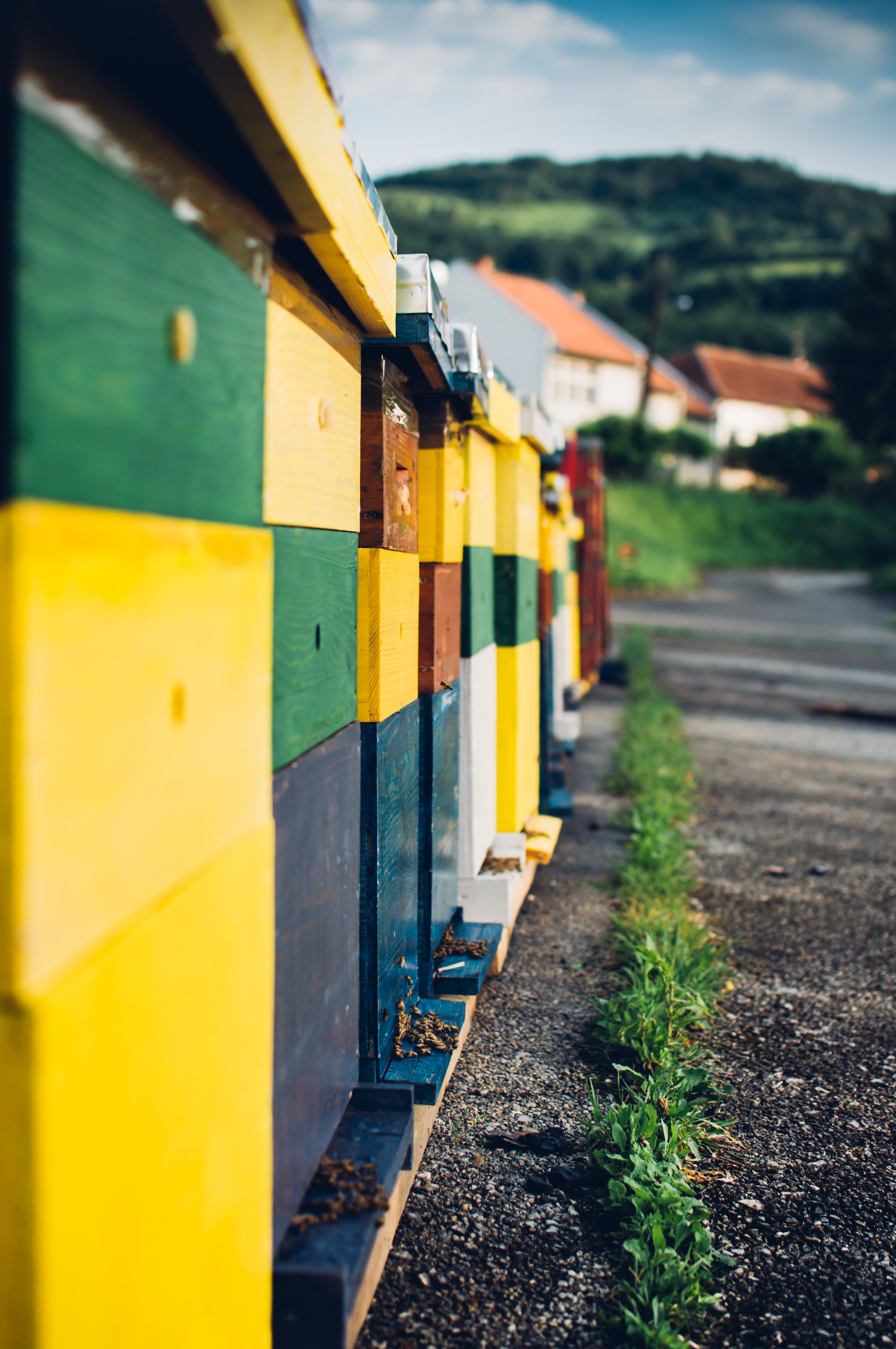 A Guide to Urban Beekeeping: Bringing the Buzz to Your Backyard (2024 ...