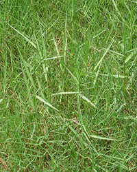 How to Control Torpedo Grass in Your Lawn (2024) | Today's Homeowner