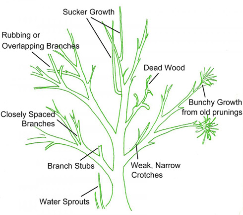 Basic Shrub Pruning Techniques (2024) | Today's Homeowner