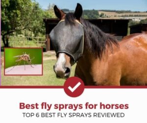 Top 6 Best Fly Sprays for Horses (2024) | Today's Homeowner