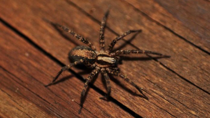 How to Get Rid of Spiders in Your House for Good (2024) | Today's Homeowner