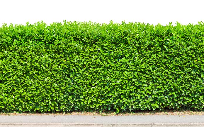 Fencing Options to Keep Your Yard Stylishly Secure (2024) | Today's ...