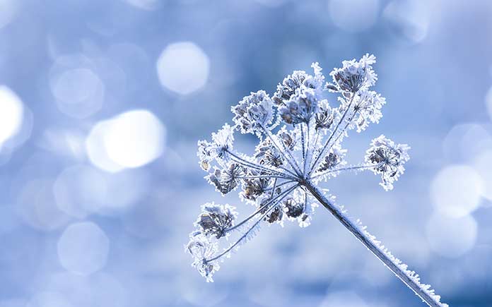 How to Protect Your Garden from Freezing Temperatures (2024) | Today's ...