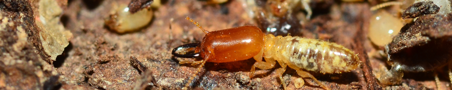 Different Types of Termites and What They Look Like (2024) | Today's ...