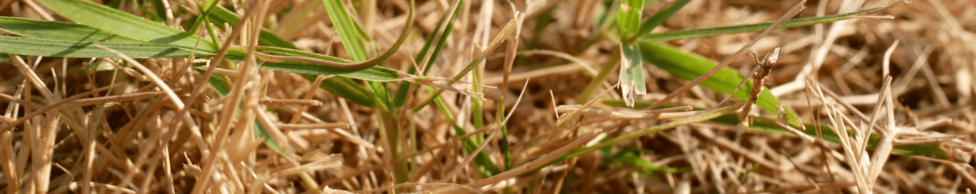 The Homeowner’s Guide to Reviving Dead Grass (2025) | Today's Homeowner