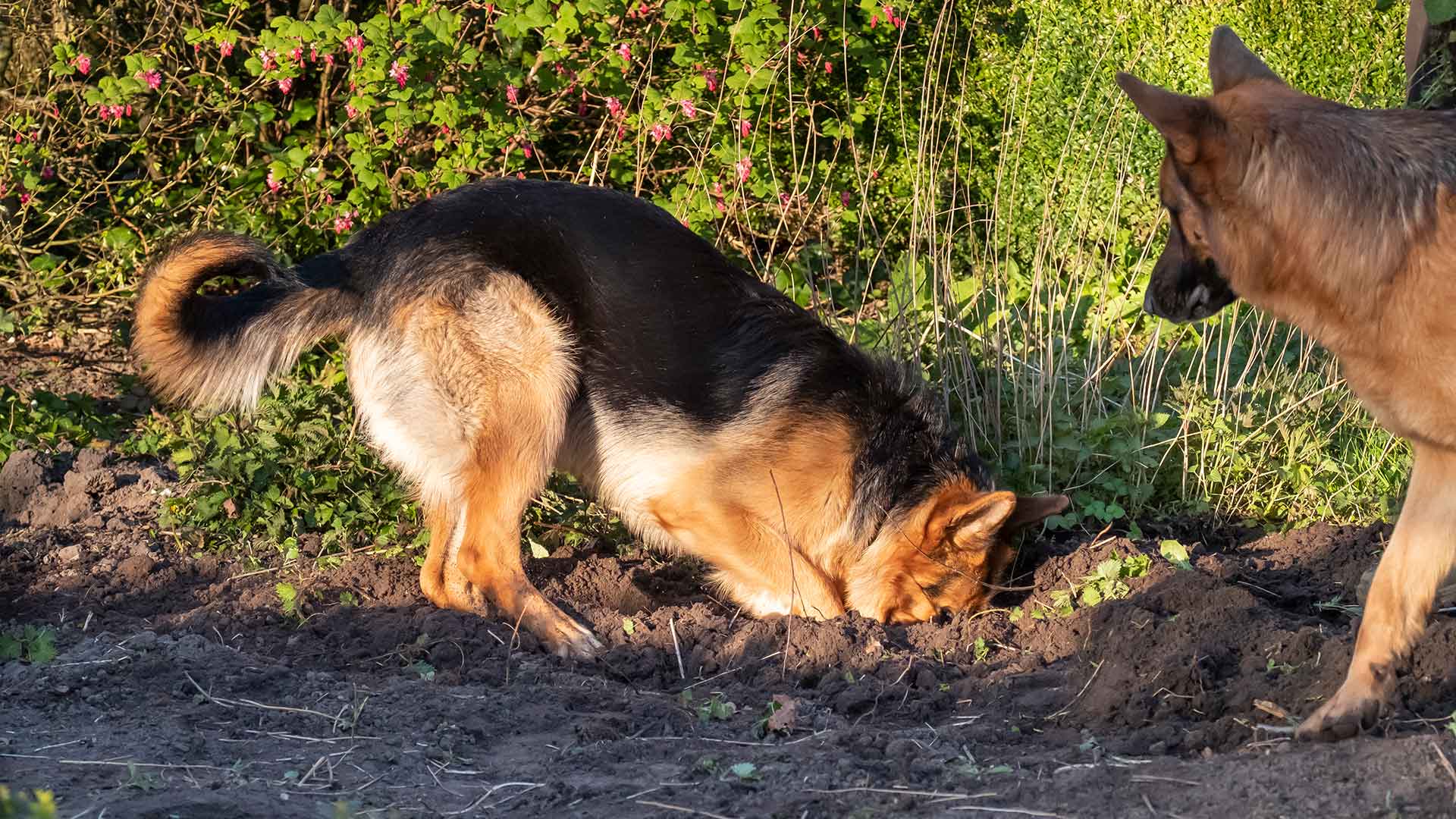 How to Prevent Your Dog from Digging Under a Gate or Fence - Today's ...