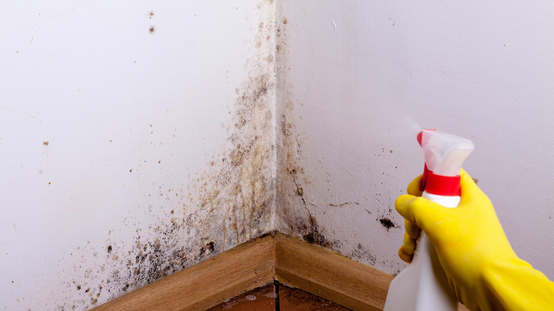 How To Get Rid of Black Mold (2024)