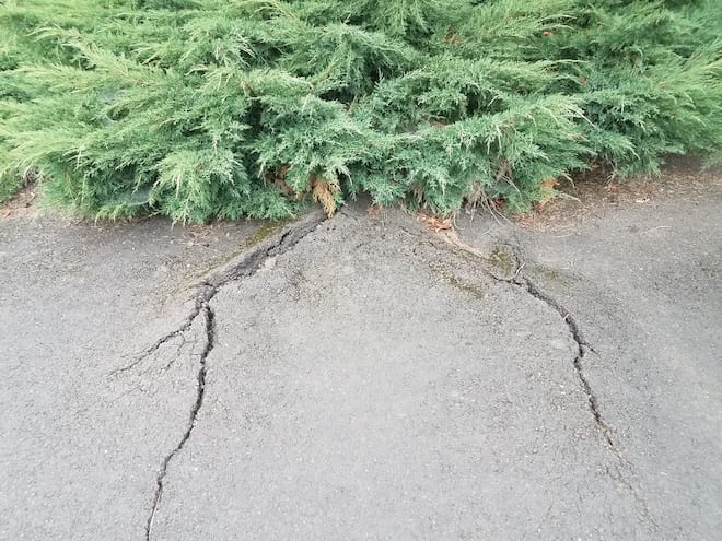 How to Get Rid of Tree Roots Under Your Driveway (2024) | Today's Homeowner