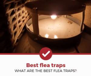 Top 4 Best Flea Traps (2025) | Today's Homeowner