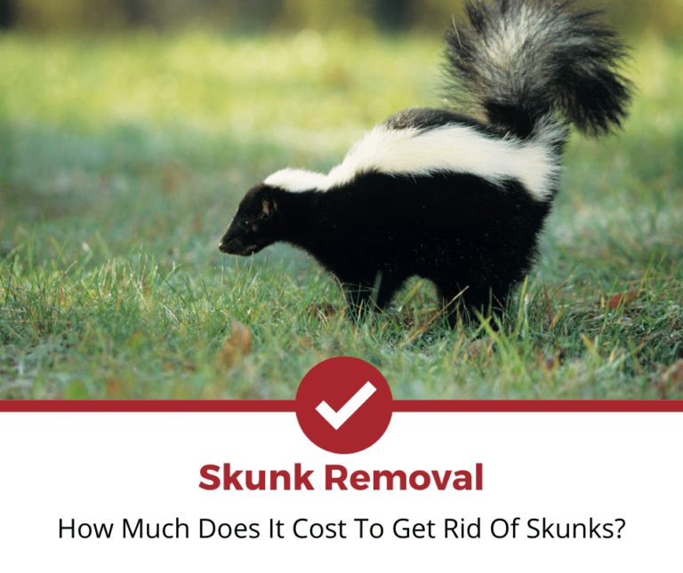 How Much Does It Cost To Get Rid Of Skunks? (2025) | Today's Homeowner