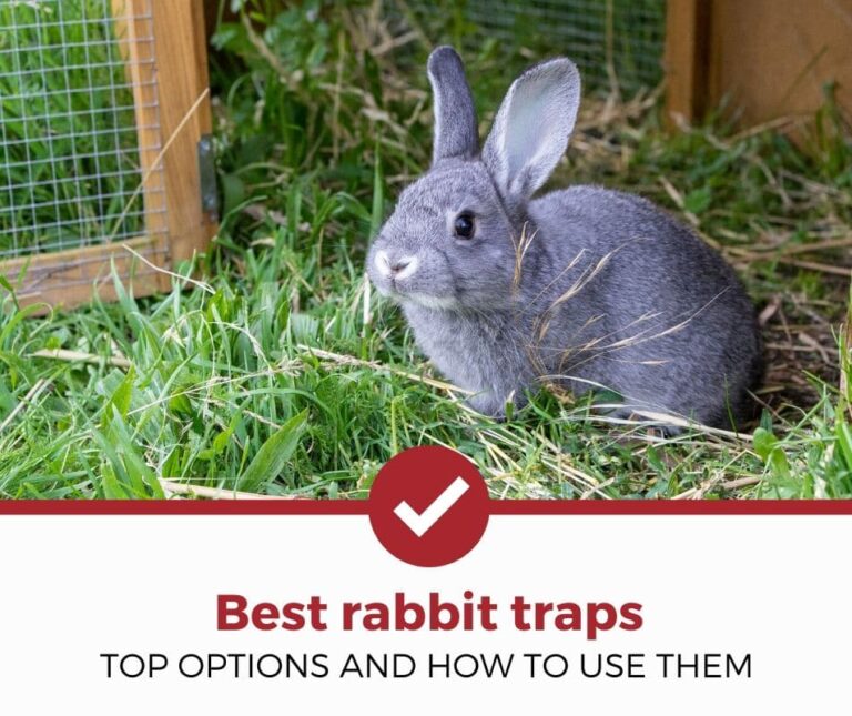 Top 5 Best Rabbit Traps (2024) | Today's Homeowner