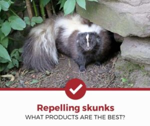 Top 5 Best Skunk Repellents To Buy Today (2024) | Today's Homeowner