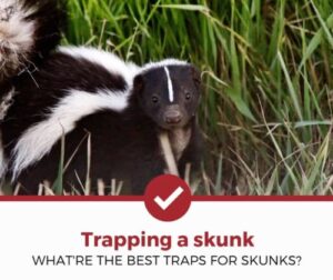 Top 5 Best Skunk Traps To Buy Today (2025) | Today's Homeowner