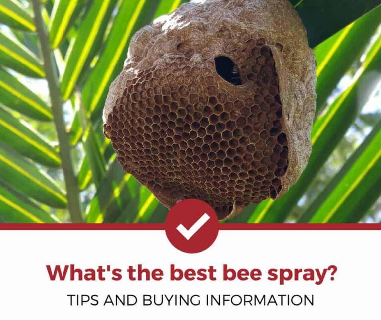 Top 3 Best Bee Killer Sprays to Buy (2025) | Today's Homeowner