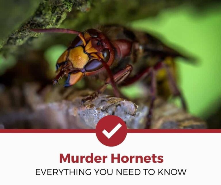 Murder Hornets (Expert Facts and Safety Guide) (2024) | Today's Homeowner