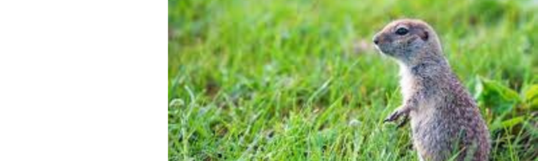 How To Get Rid of Gophers (A 5-Step Gopher Removal Guide) (2025 ...