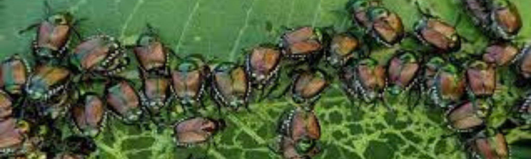 How To Get Rid of Beetles - Today's Homeowner (2024)