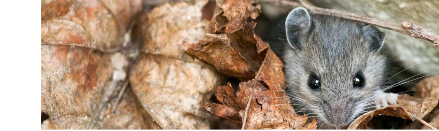 How To Get Rid of Mice in Your Attic (2025) | Today's Homeowner