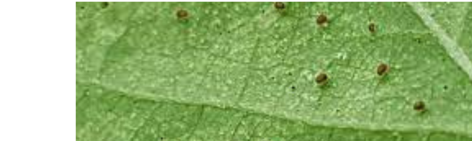 How To Get Rid of Spider Mites (2024) | Today's Homeowner