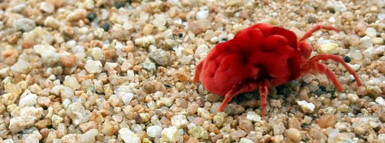 Top 5 Best Chigger Repellents (2024) | Today's Homeowner