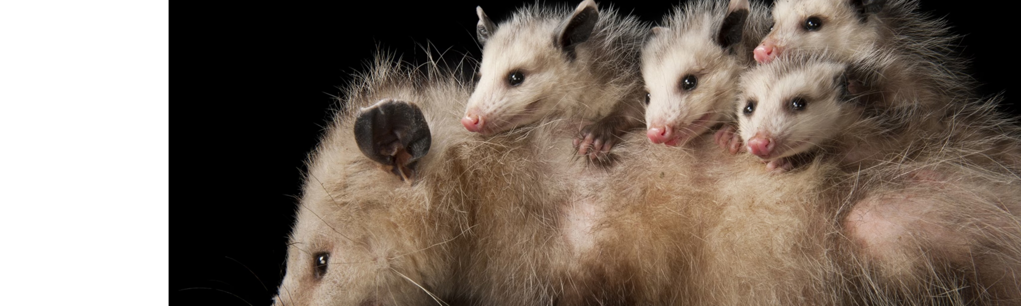 Top 5 Best Opossum / Possum Repellents (2024) | Today's Homeowner
