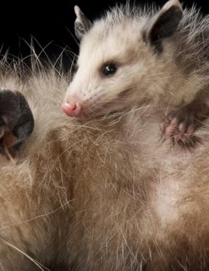 Possum Vs. Opossum (What Are the Big Differences?) (2024) | Today's ...