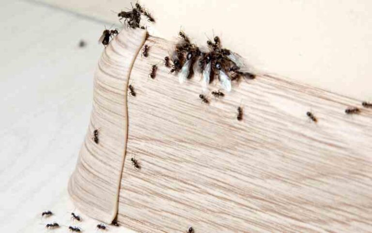 Top 8 Common House Bugs and How To Get Rid of Them (2025) | Today's ...