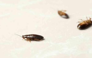 Top 8 Common House Bugs and How To Get Rid of Them (2025) | Today's ...