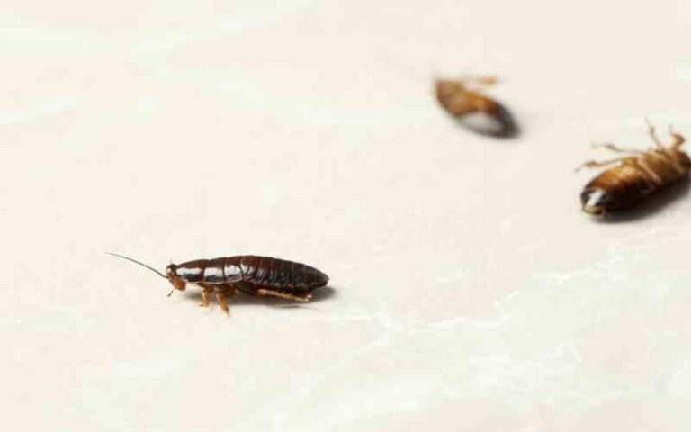 Top 8 Common House Bugs and How To Get Rid of Them (2025) | Today's ...