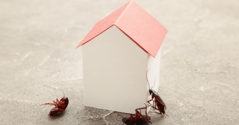 Top 8 Common House Bugs and How To Get Rid of Them (2025) | Today's ...