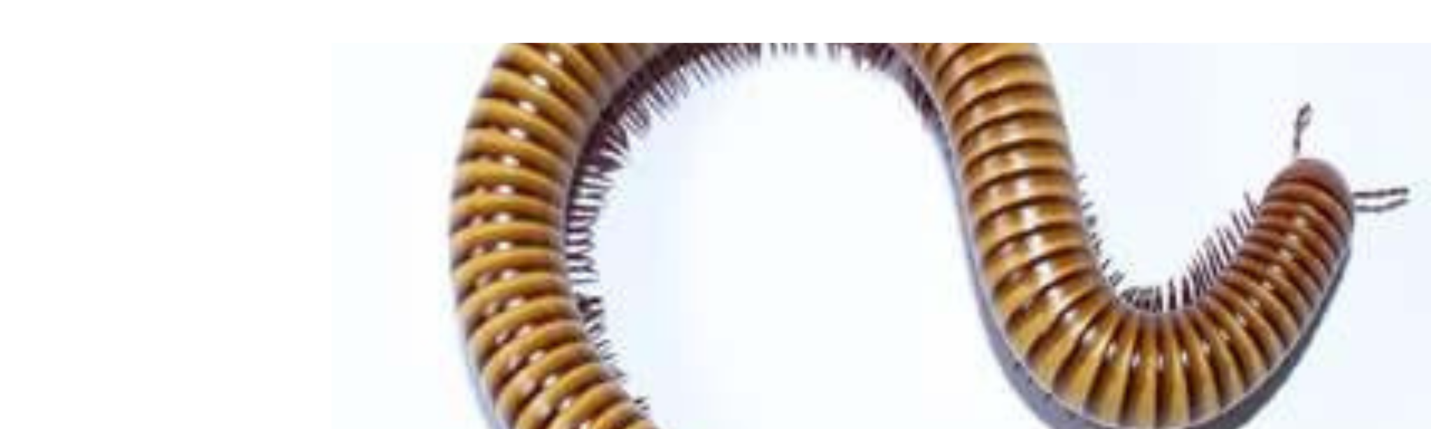 How To Get Rid of Millipedes (2025) | Today's Homeowner