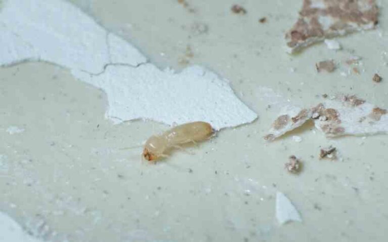 Top 8 Common House Bugs and How To Get Rid of Them (2025) | Today's ...