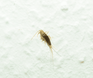 How Much Does It Cost to Get Rid of Silverfish? (2024) | Today's Homeowner