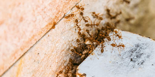 A Comprehensive Guide to Fire Ants (2024) | Today's Homeowner