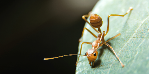 A Comprehensive Guide to Fire Ants (2024) | Today's Homeowner