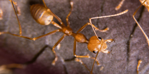 A Comprehensive Guide to Fire Ants (2024) | Today's Homeowner