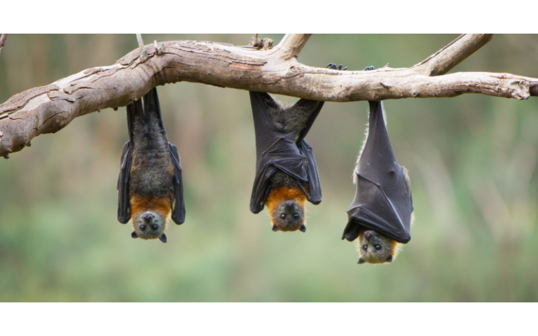 How To Get Rid of Bats in Your Home (5 Tips) (2024) | Today's Homeowner