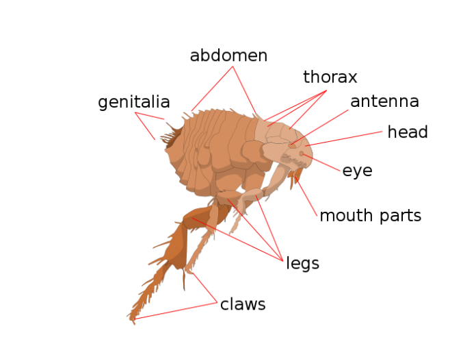 What Do Fleas and Flea Eggs Look Like? [Photos + Guide] (2025) | Today ...