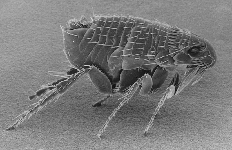 How Long Do Fleas Live Without a Host or Food? (2024) | Today's Homeowner