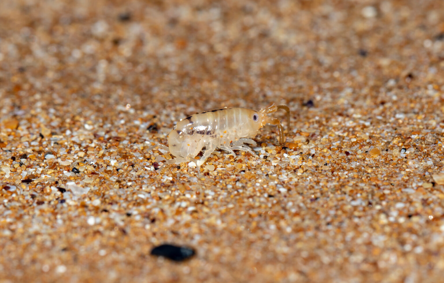 Sand Fleas: What Are They? How to Avoid Them? (2025) | Today's Homeowner