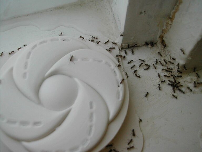 How To Kill Ants With Borax [Easy DIY Guide] (2024) | Today's Homeowner