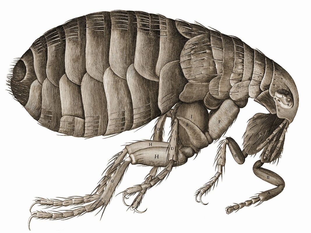 What Do Fleas and Flea Eggs Look Like? [Photos + Guide] (2025) | Today ...